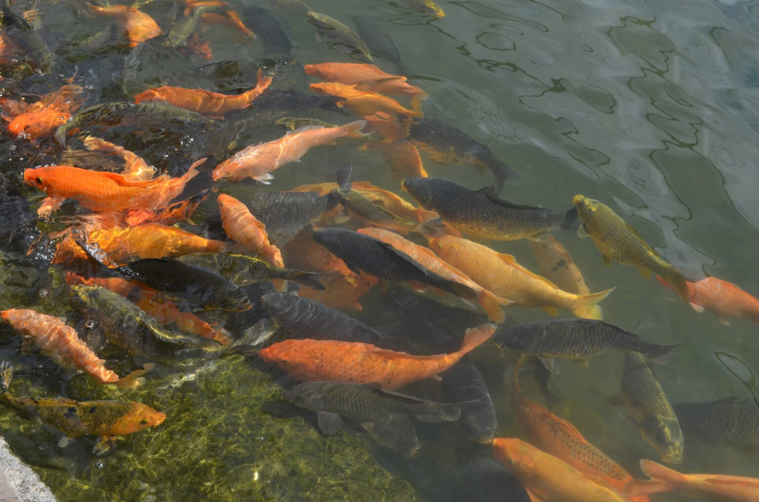 DAY TRIP KK-KUNDASANG – Saputra Travel & Tours Sdn Bhd